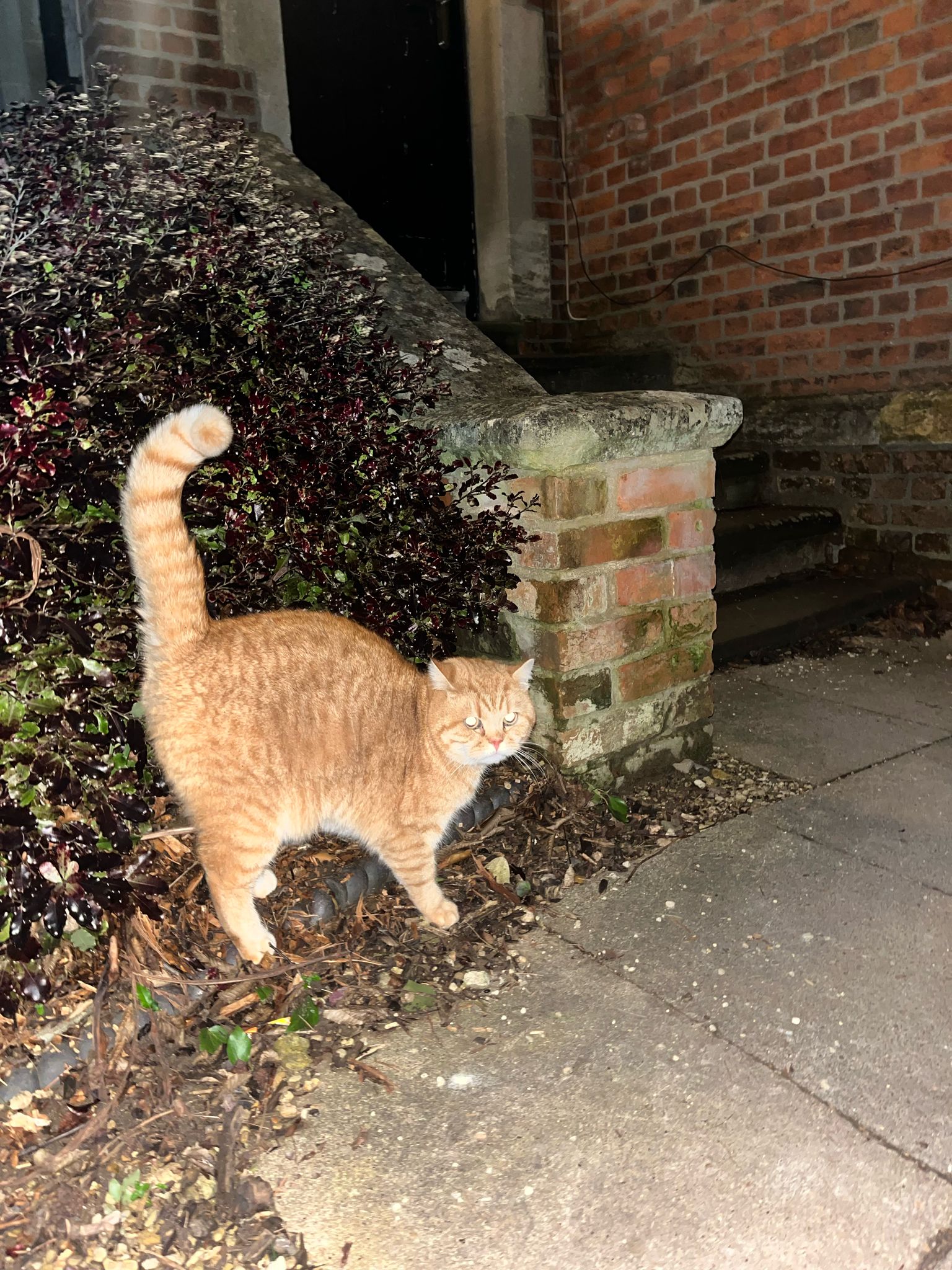 The College Cats! | St Hugh's JCR